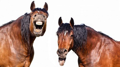 Horse Facial Expressions Mirror Humans