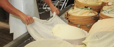 Cheese Making, Scientific Methodology, and STEM