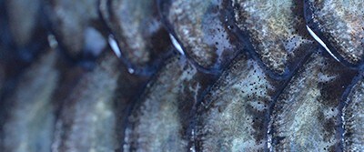 Fish Slime Swimming with Pathogen-Killing Bacteria