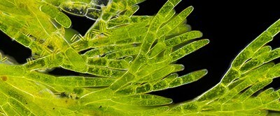 Green Seaweed Fossils Date Back 1 Billion Years