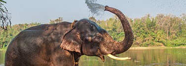 Unpacking an Elephant’s Trunk: How It Uses Suction to Eat and Drink ...
