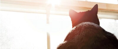 The Evolution of Bird Flu | Fisher Scientific